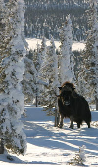How Animals Survive the Arctic Tundra